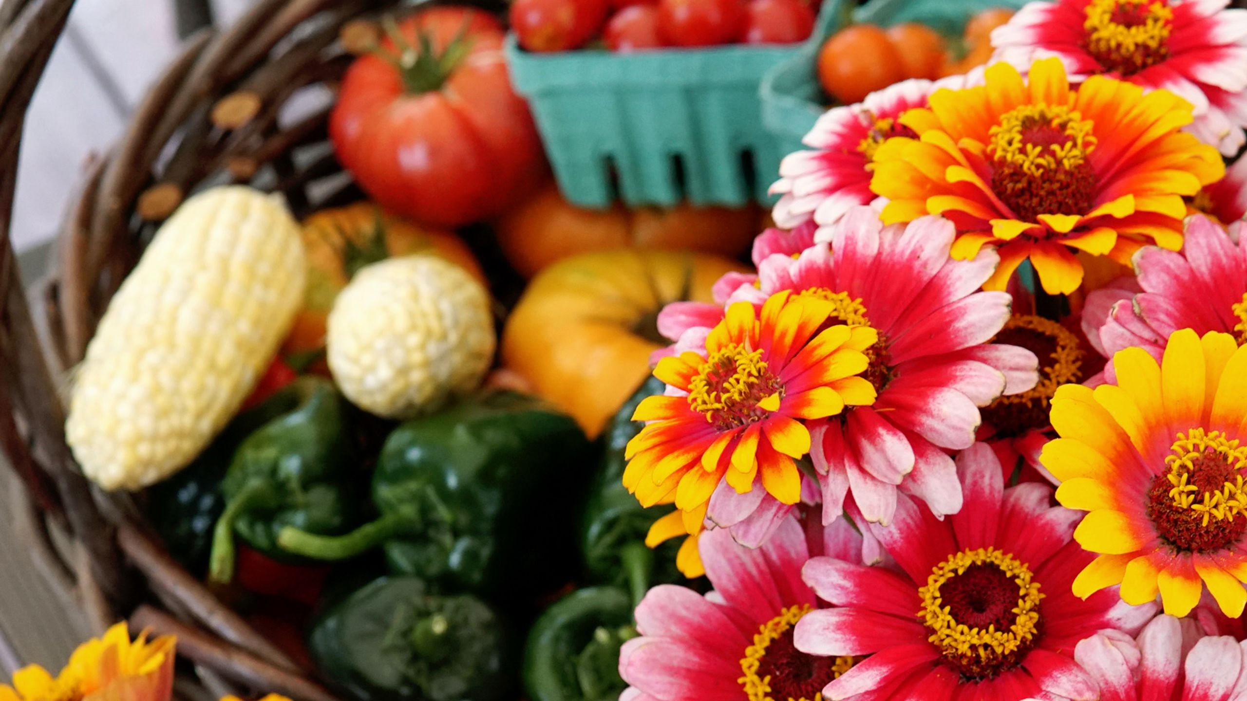 Territorial Seeds Seed Rack Program